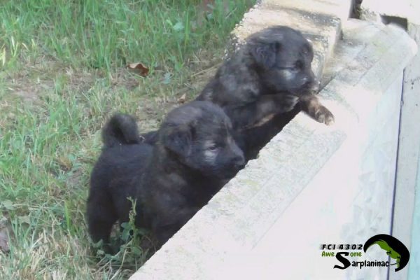 Sarplaninac: The Majestic Mountain Dog of the Balkans