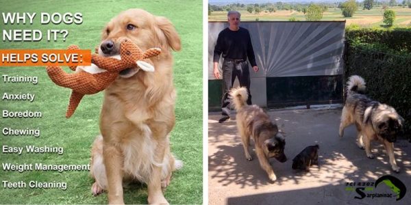 7 Reasons Why Dogs Bring You Toys