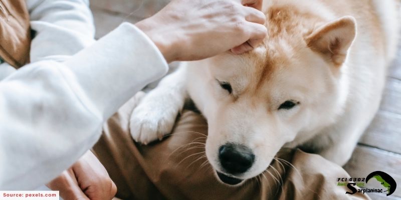 Hachiko (1923–1935): Real Life of Shibuya’s Faithful Akita