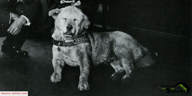A Dog's Story of Devotion: Remembering Hachiko!
