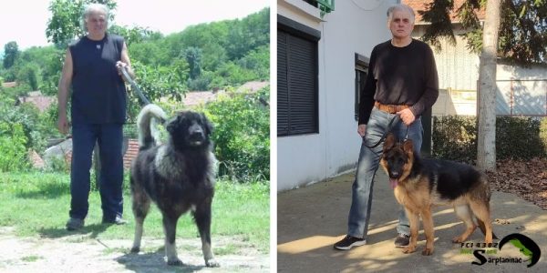Sarplaninac: The Majestic Mountain Dog of the Balkans