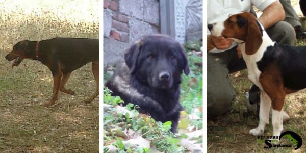 5 Serbian Autochthonous Dog Breeds - List & Facts