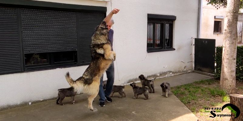 The Language of Puppies: Unveiling Body Cues!